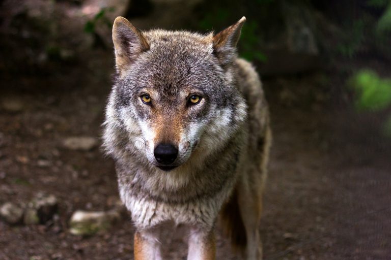 The Incredible Wild Animals of Italy | Essential Italy