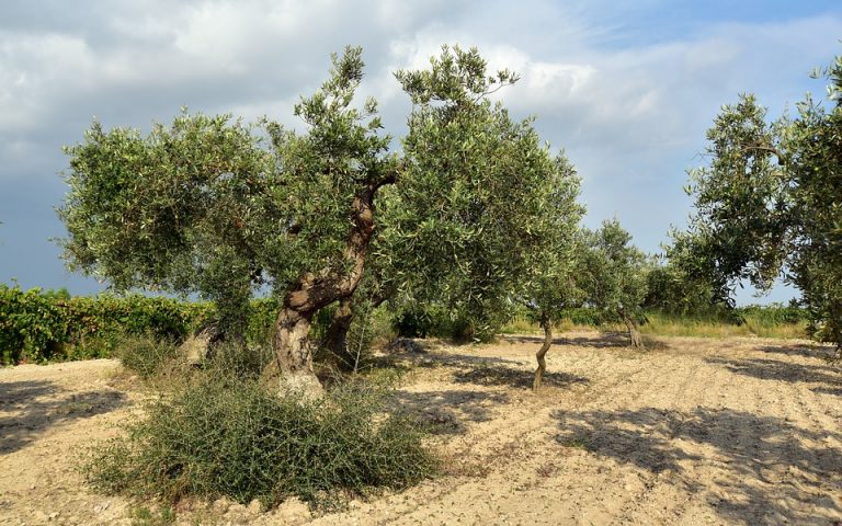 8 Interesting Facts About the Olive Tree | Essential Italy