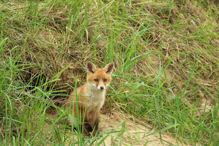 Wild Animals in Umbria | Essential Italy