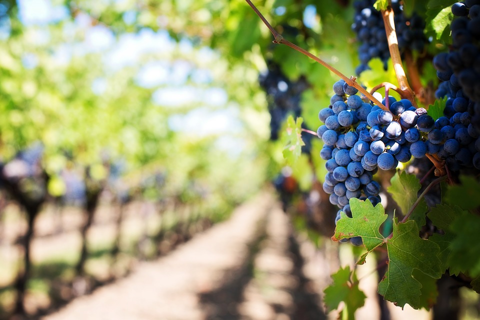 5 Of the Best Wineries in Puglia | Essential Italy