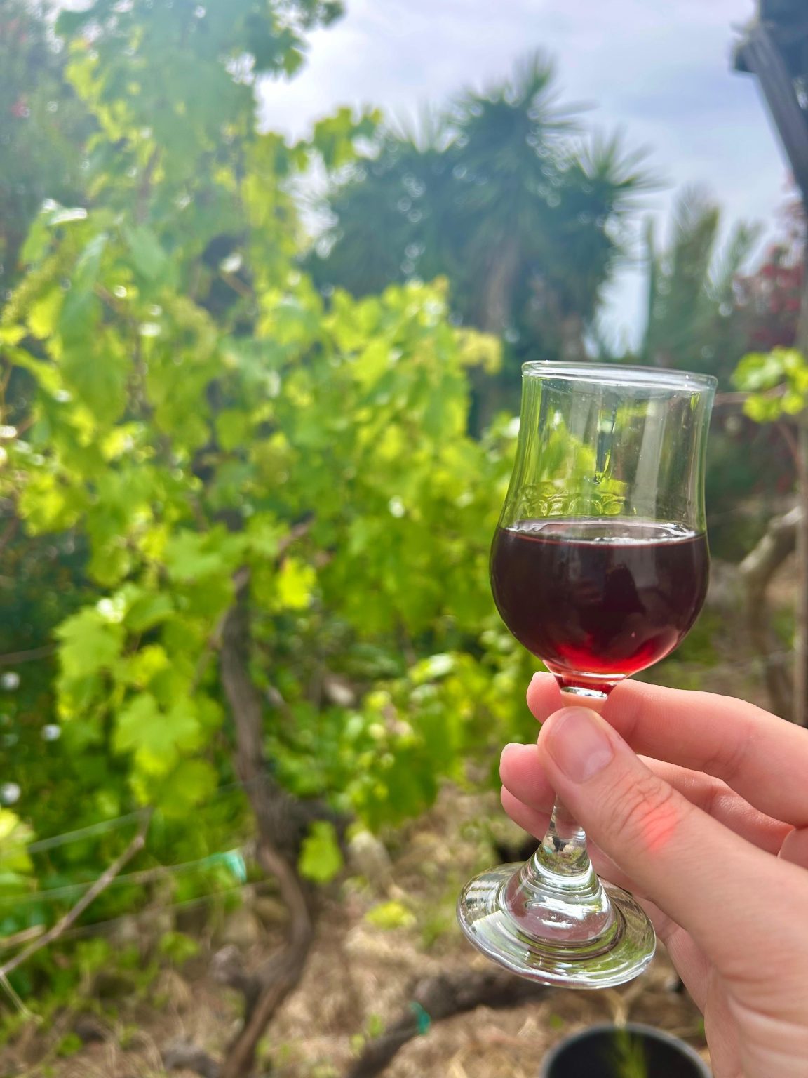 Il Mirto della Sardegna | Essential Blog | Essential Italy